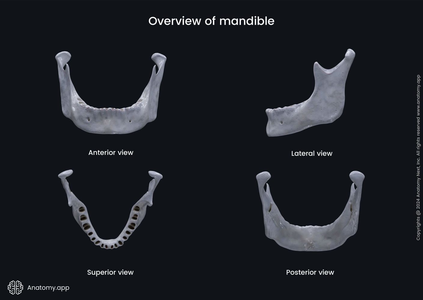 Mandible in various views | Anatomy.app