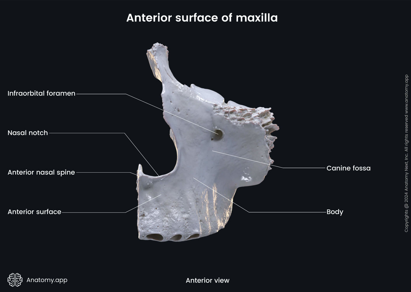 Anterior surface of body of maxilla | Anatomy.app