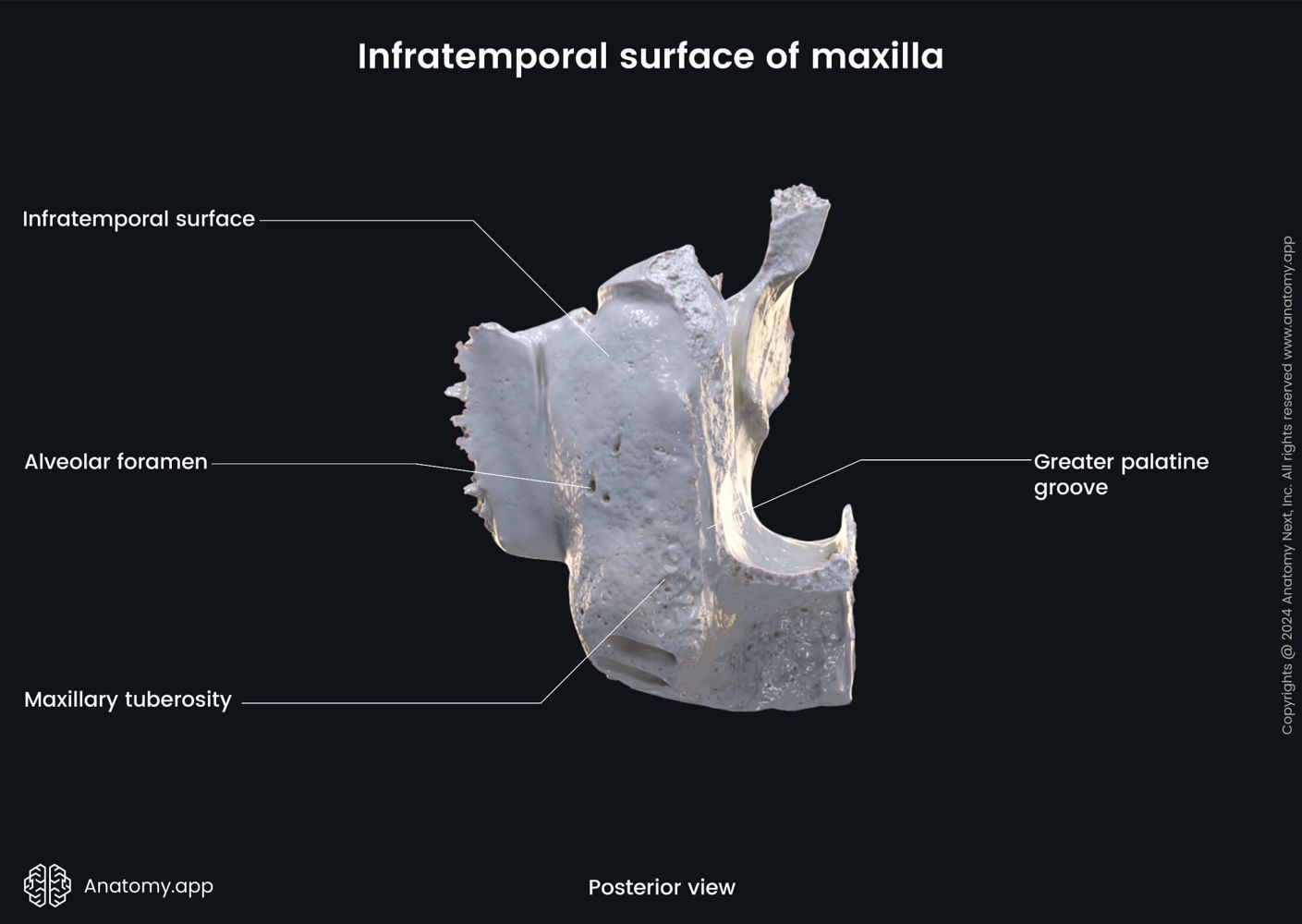 Infratemporal surface of body of maxilla | Anatomy.app