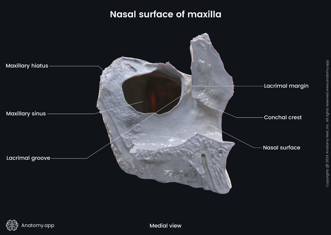 Nasal surface of body of maxilla | Anatomy.app