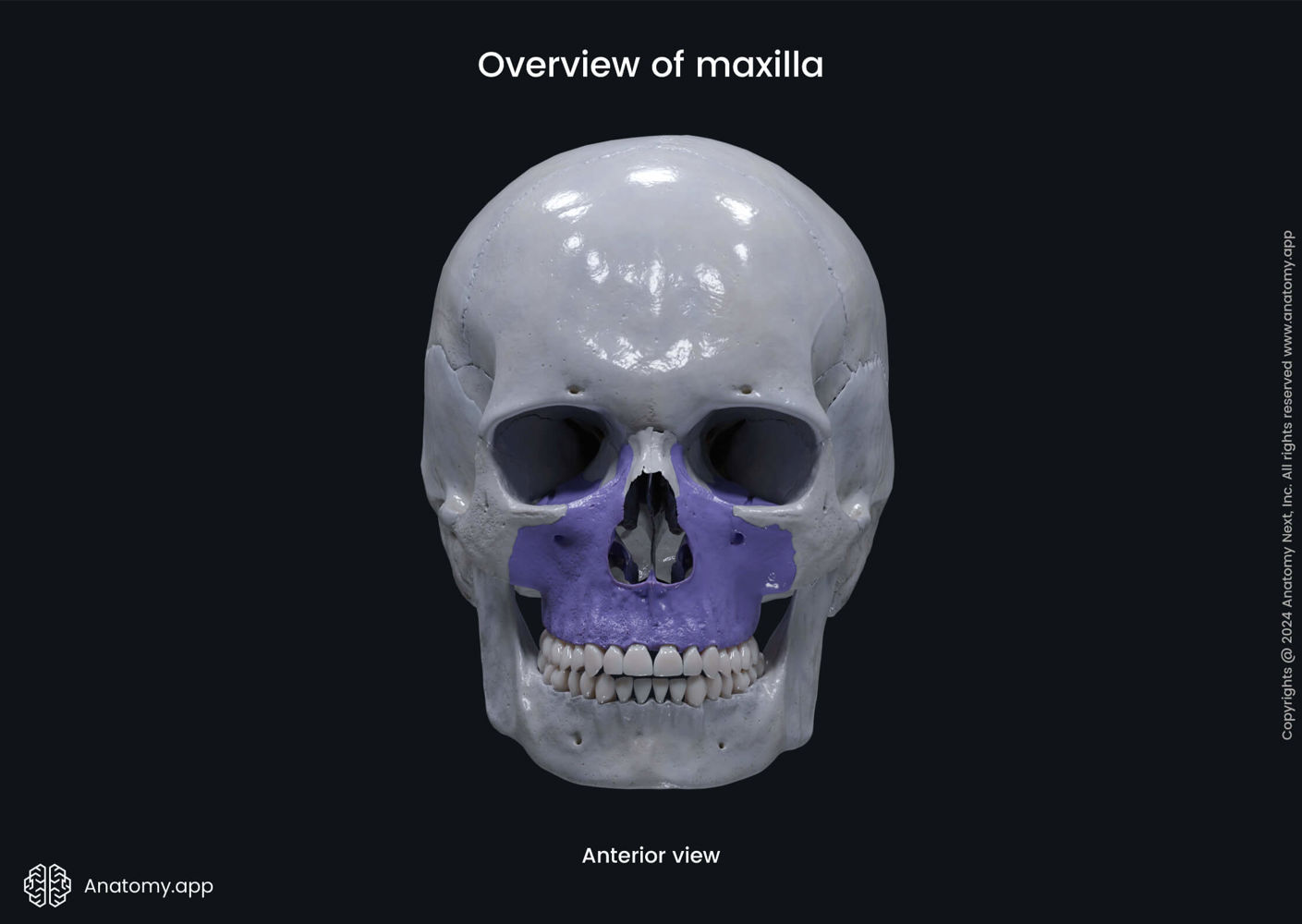 Overview of maxilla (anterior view) | Anatomy.app