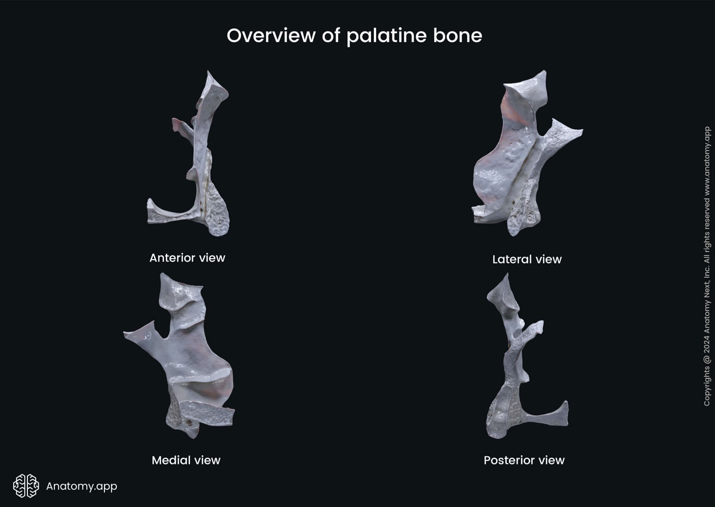 Palatine bone in various views | Anatomy.app