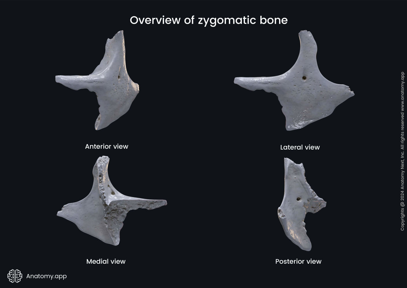 Zygomatic bone in various views | Anatomy.app