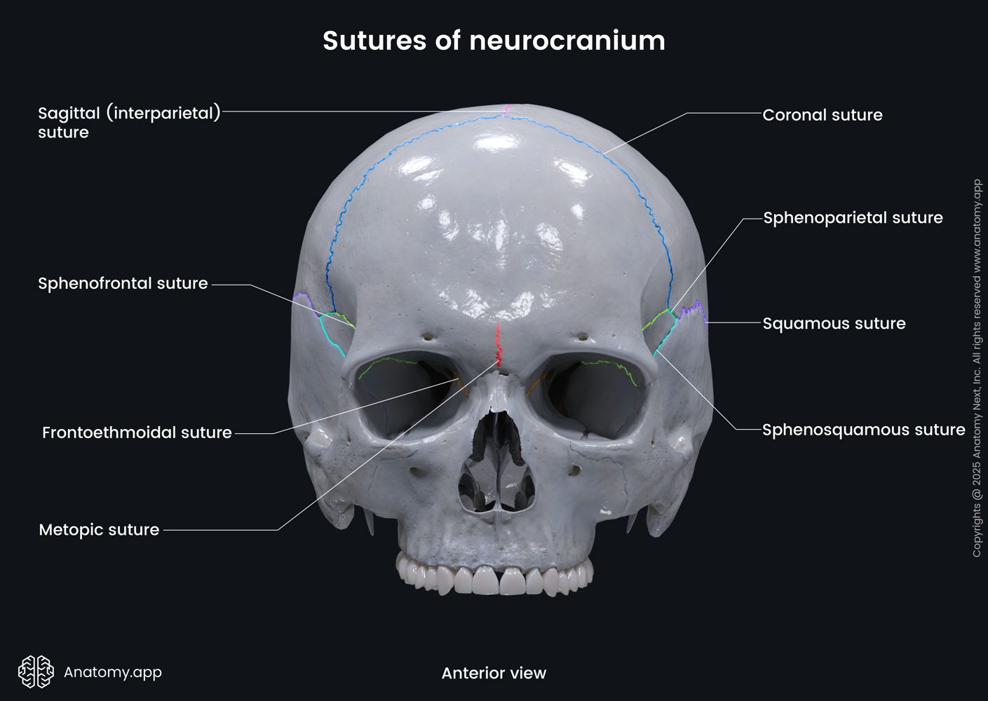 Sutures of neurocranium (anterior view) | Anatomy.app