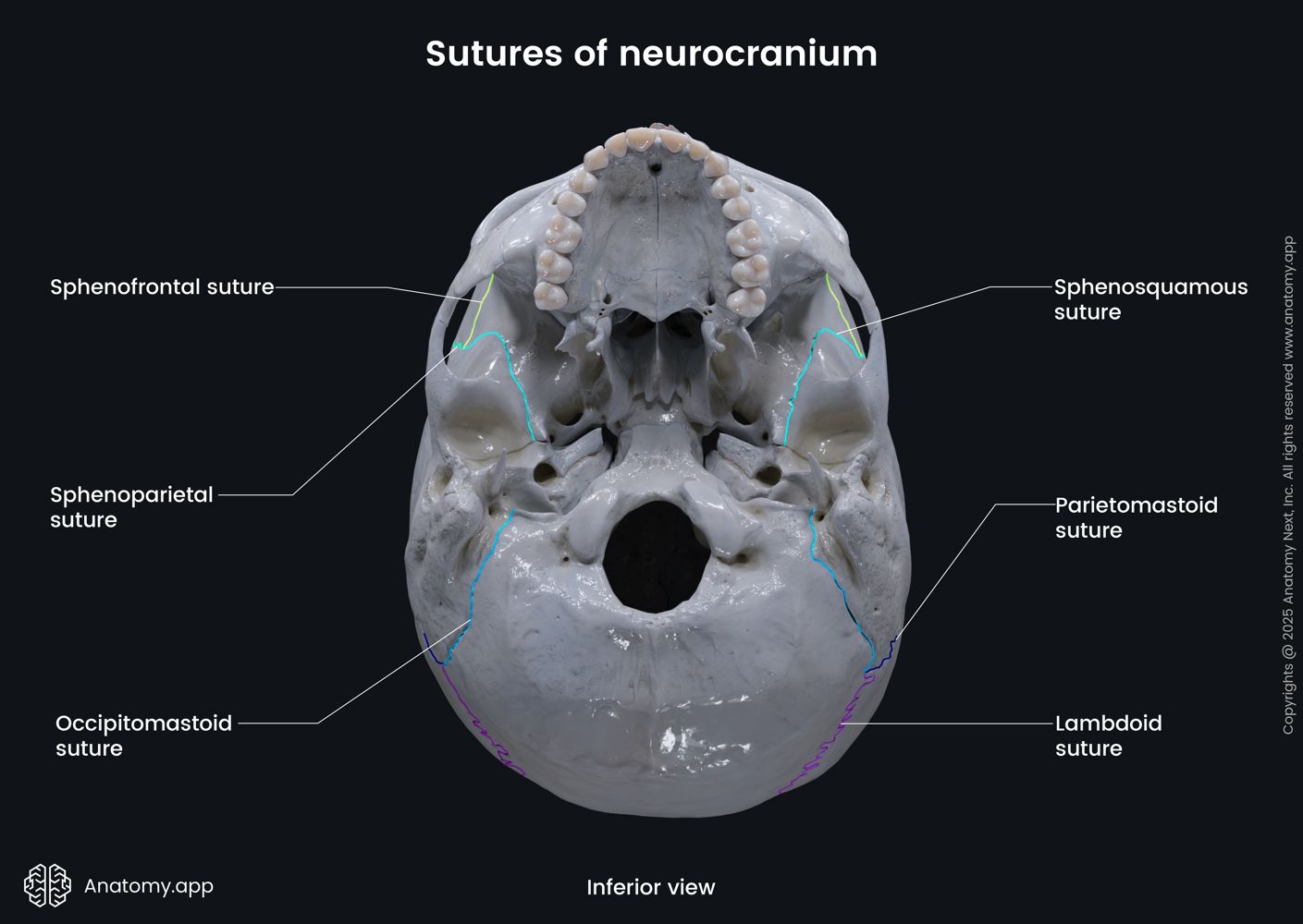 Sutures of neurocranium (inferior view) | Anatomy.app