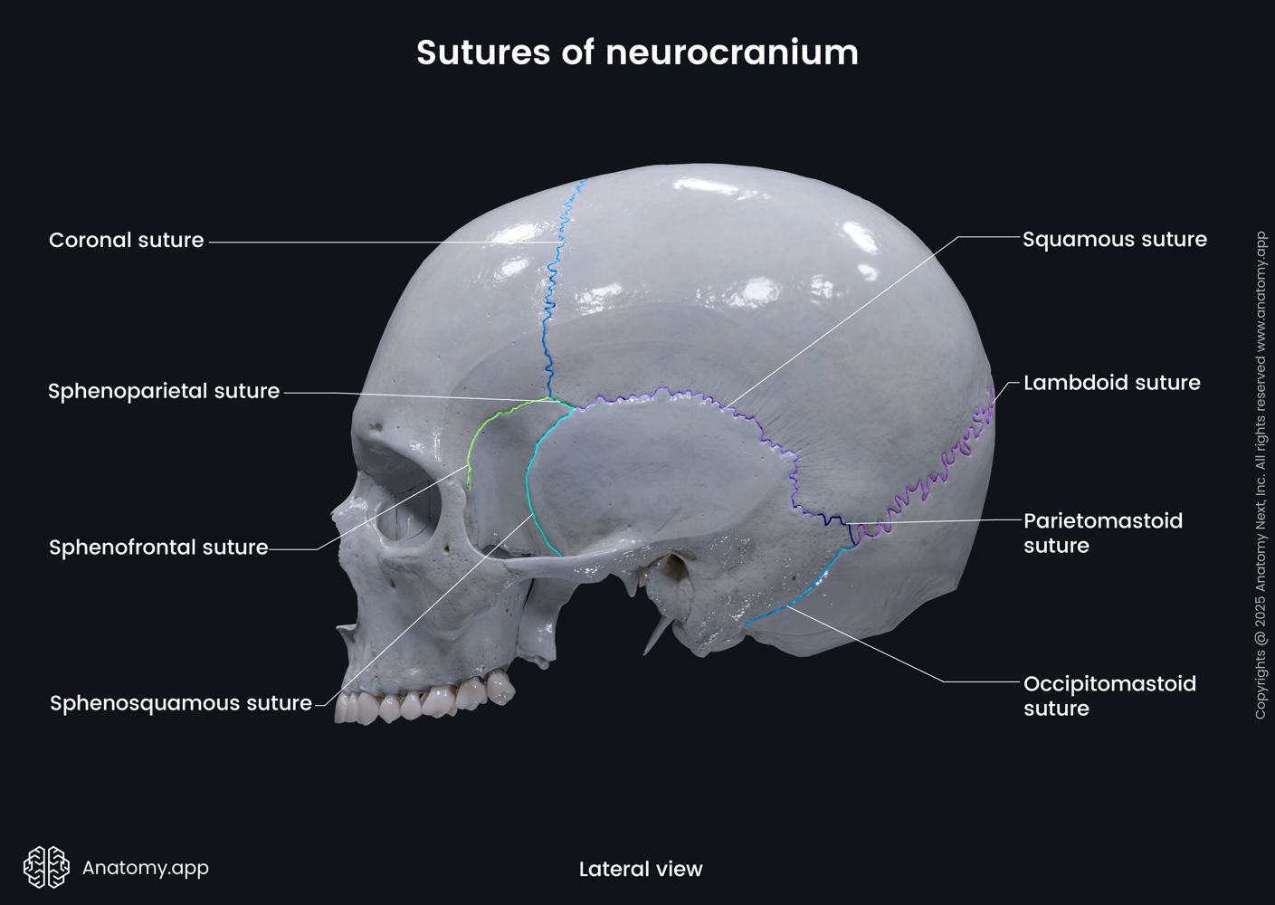 Sutures of neurocranium (lateral view) | Anatomy.app