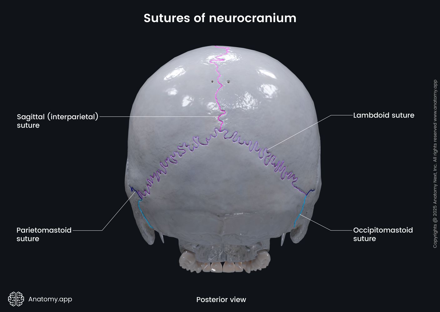 Sutures of neurocranium (posterior view) | Anatomy.app
