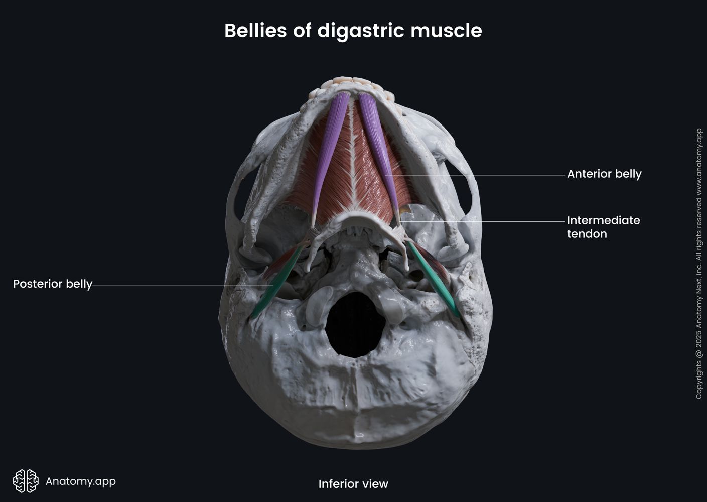 Bellies of digastric muscle (inferior view) | Anatomy.app