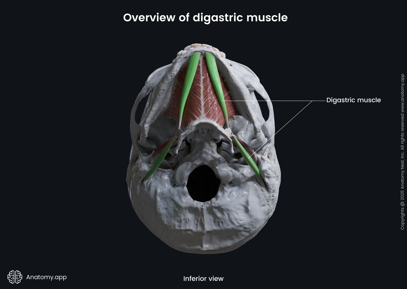 Digastric muscle (inferior view) | Anatomy.app