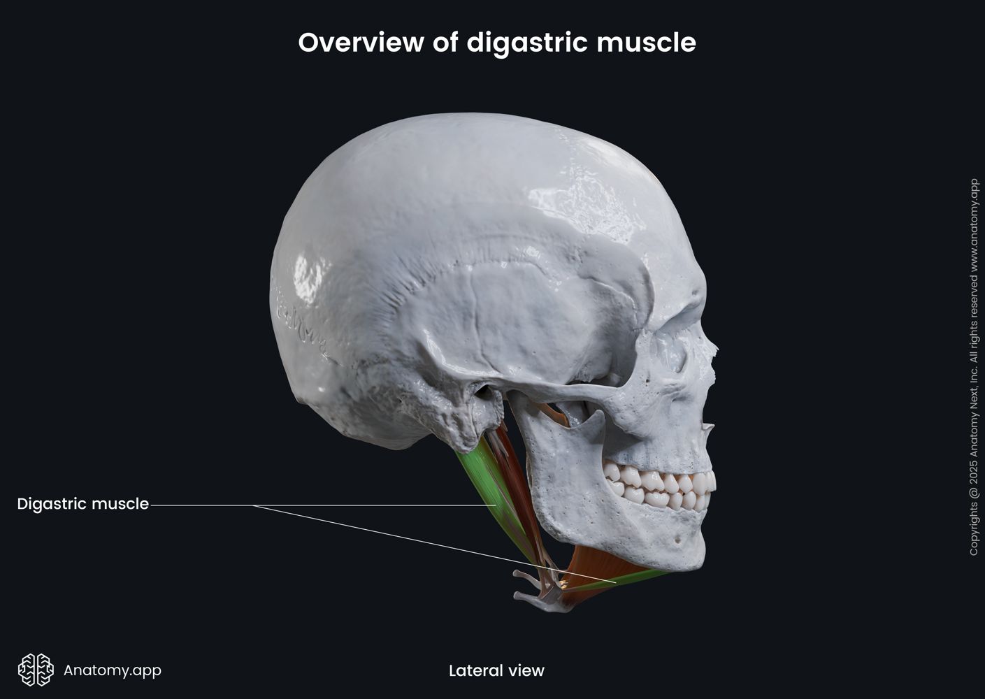 Digastric muscle (lateral view) | Anatomy.app