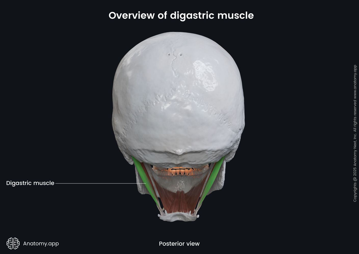 Digastric muscle (posterior view) | Anatomy.app