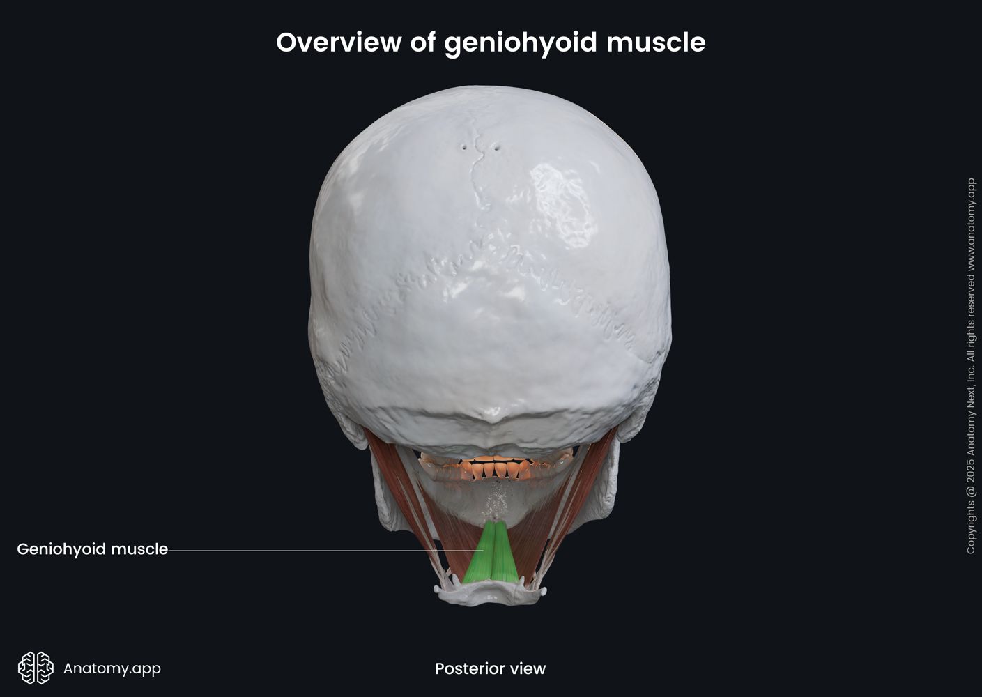Geniohyoid (posterior view) | Anatomy.app