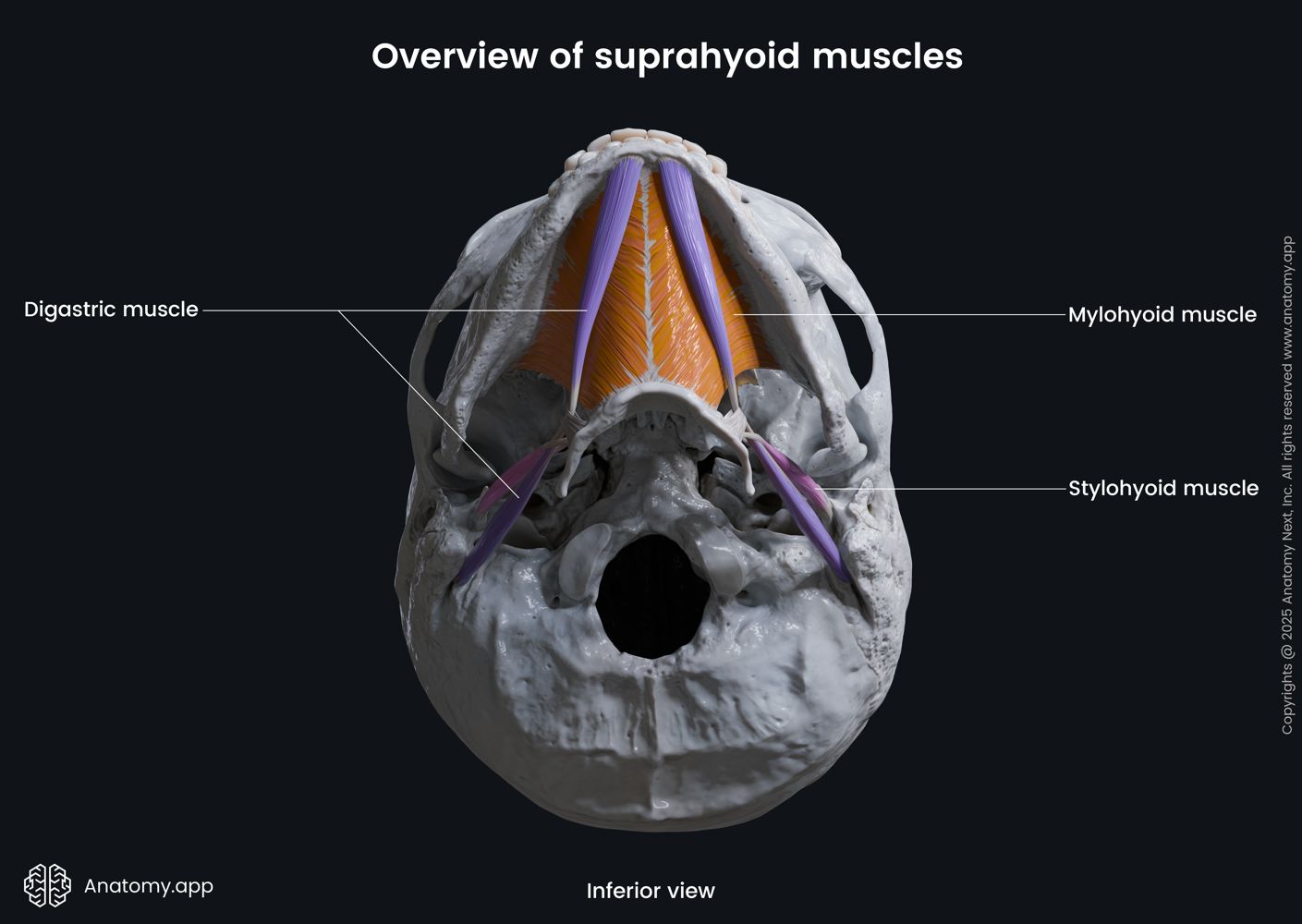 Overview of suprahyoid muscles (inferior view) | Anatomy.app