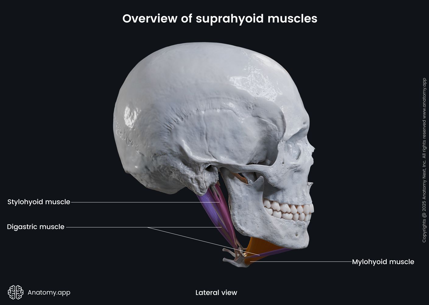 Overview of suprahyoid muscles (lateral view) | Anatomy.app