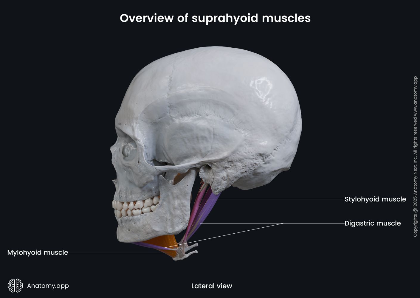 Overview of suprahyoid muscles (lateral view) | Anatomy.app