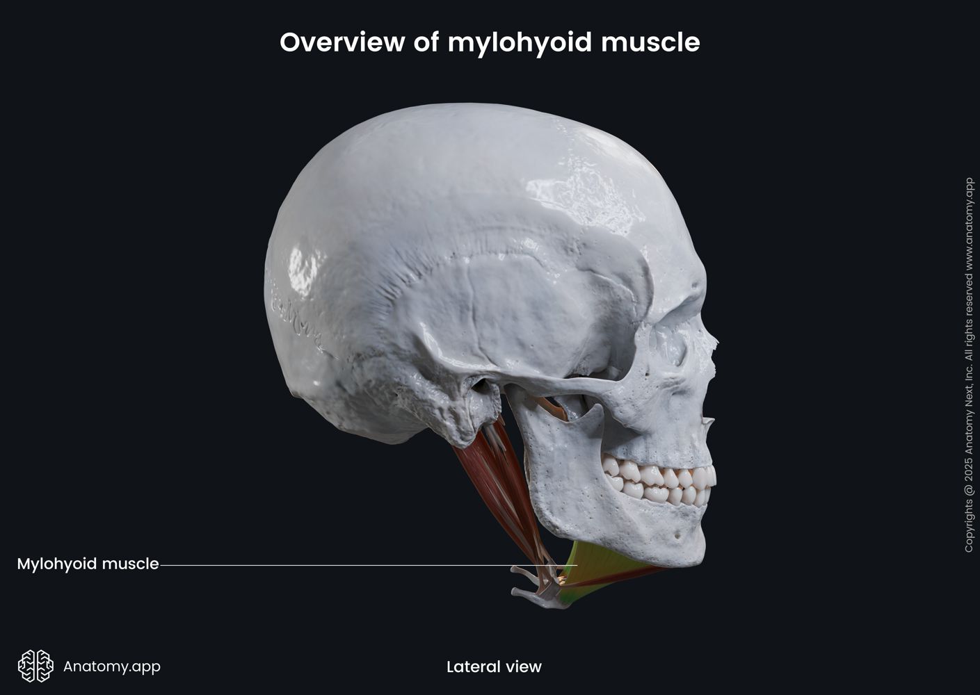 Mylohyoid (lateral view) | Anatomy.app