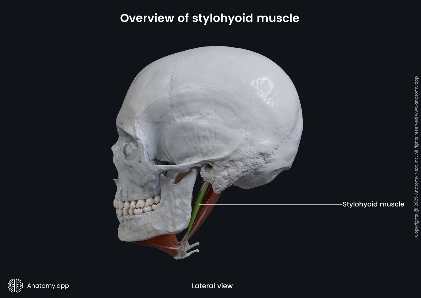 Stylohyoid (lateral view) | Anatomy.app