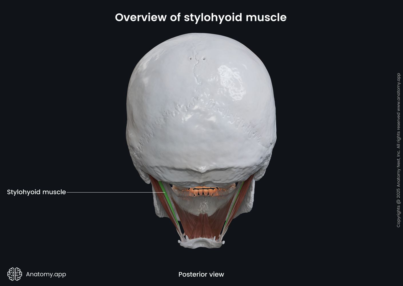 Stylohyoid (posterior view) | Anatomy.app