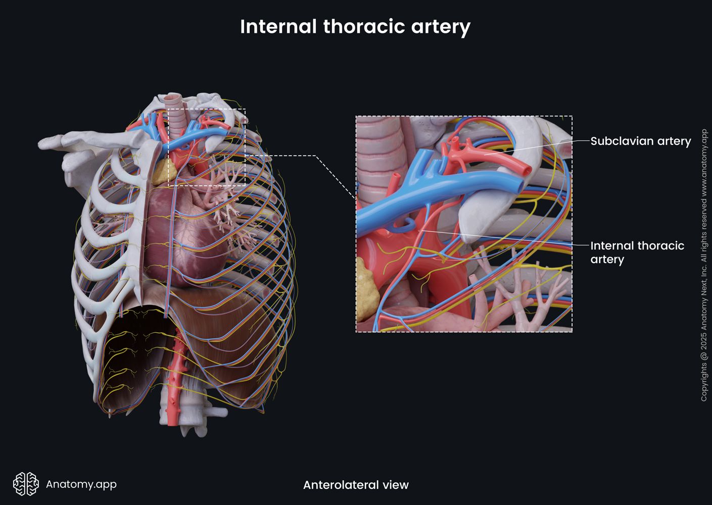 Internal thoracic artery | Anatomy.app