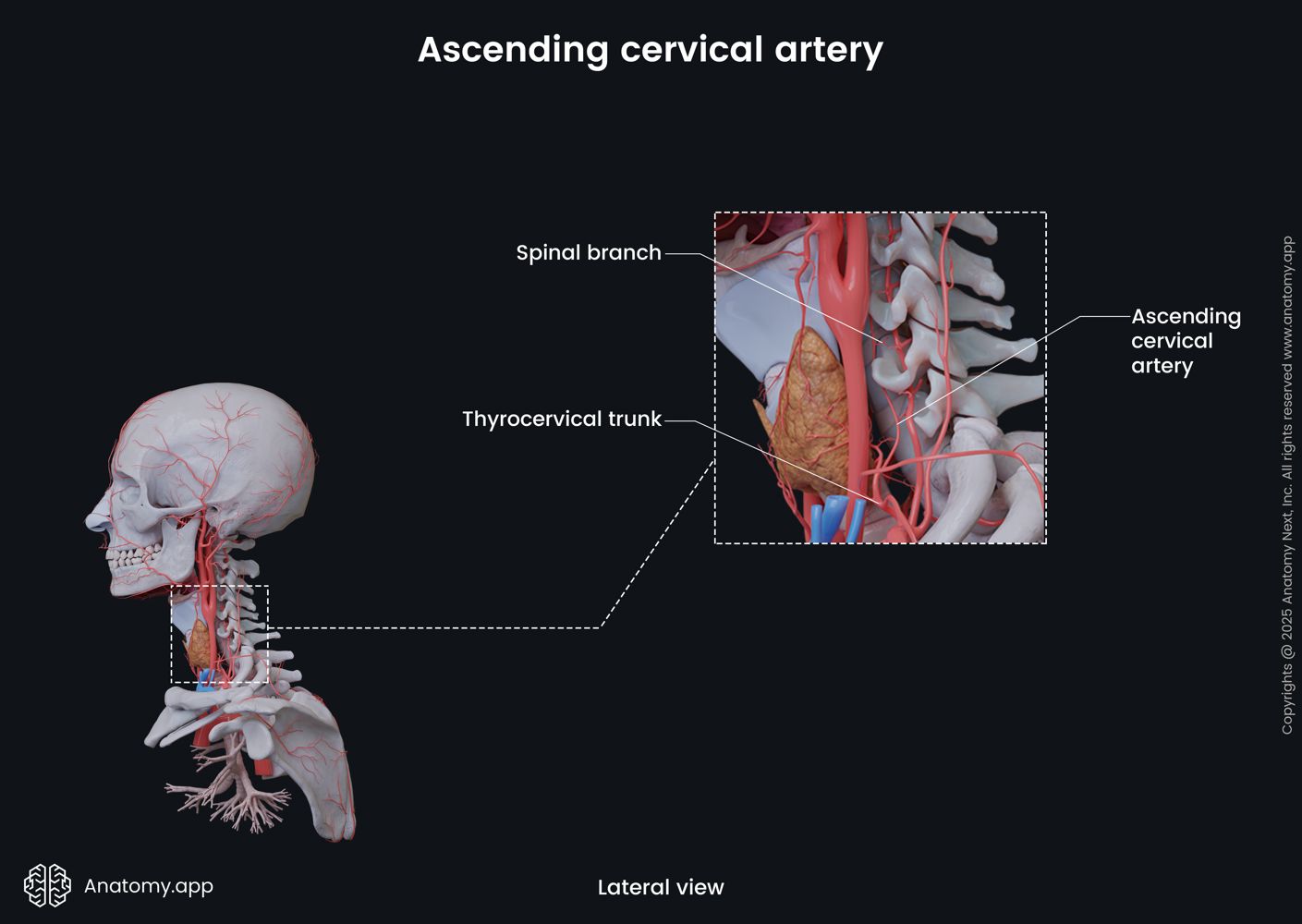 Ascending cervical artery | Anatomy.app