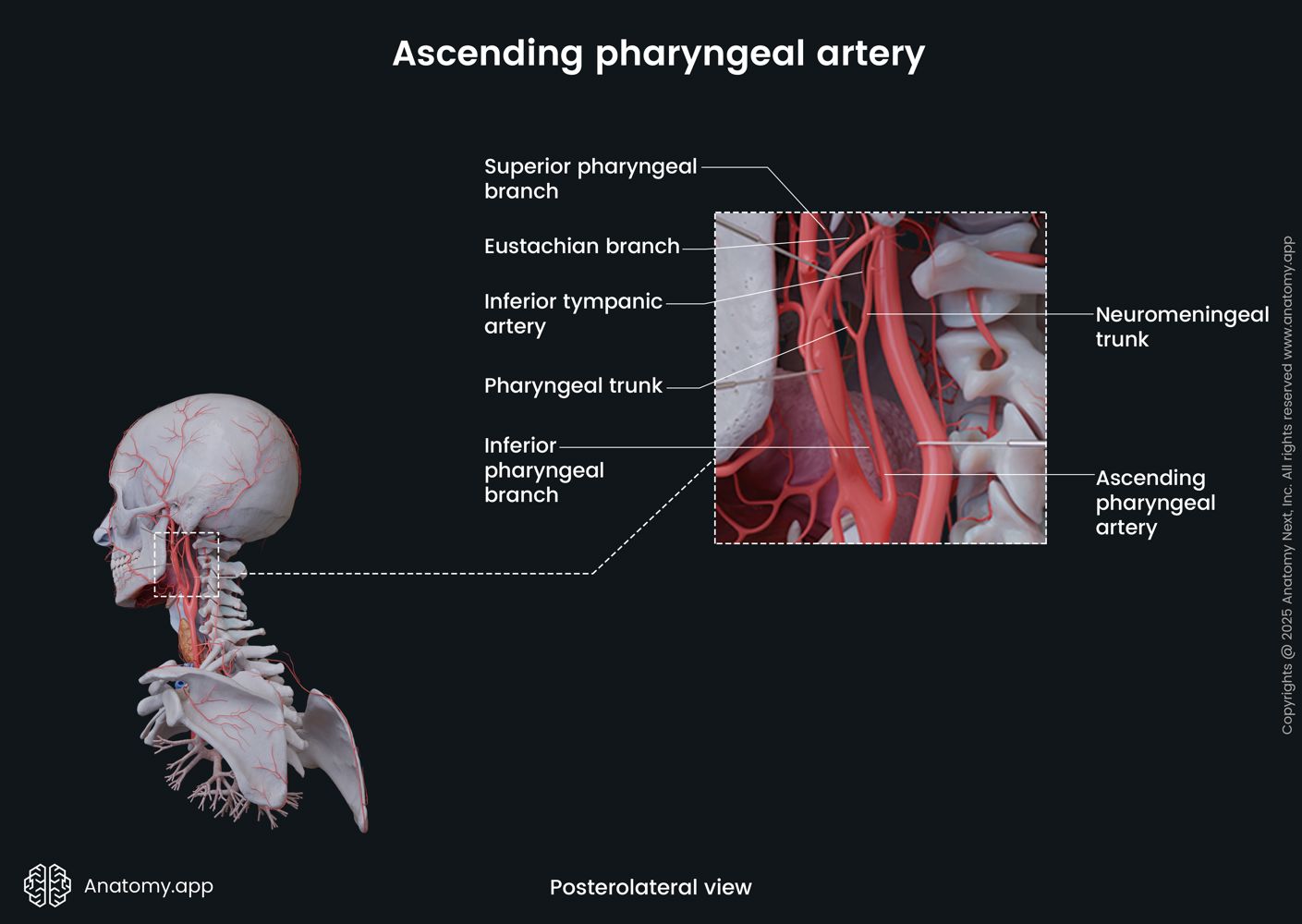 Ascending pharyngeal artery | Anatomy.app