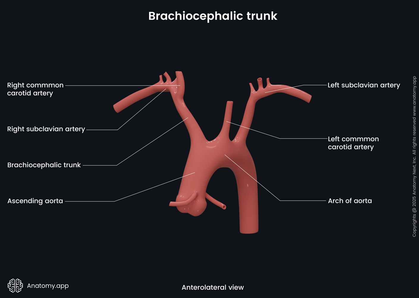 Brachiocephalic trunk | Anatomy.app