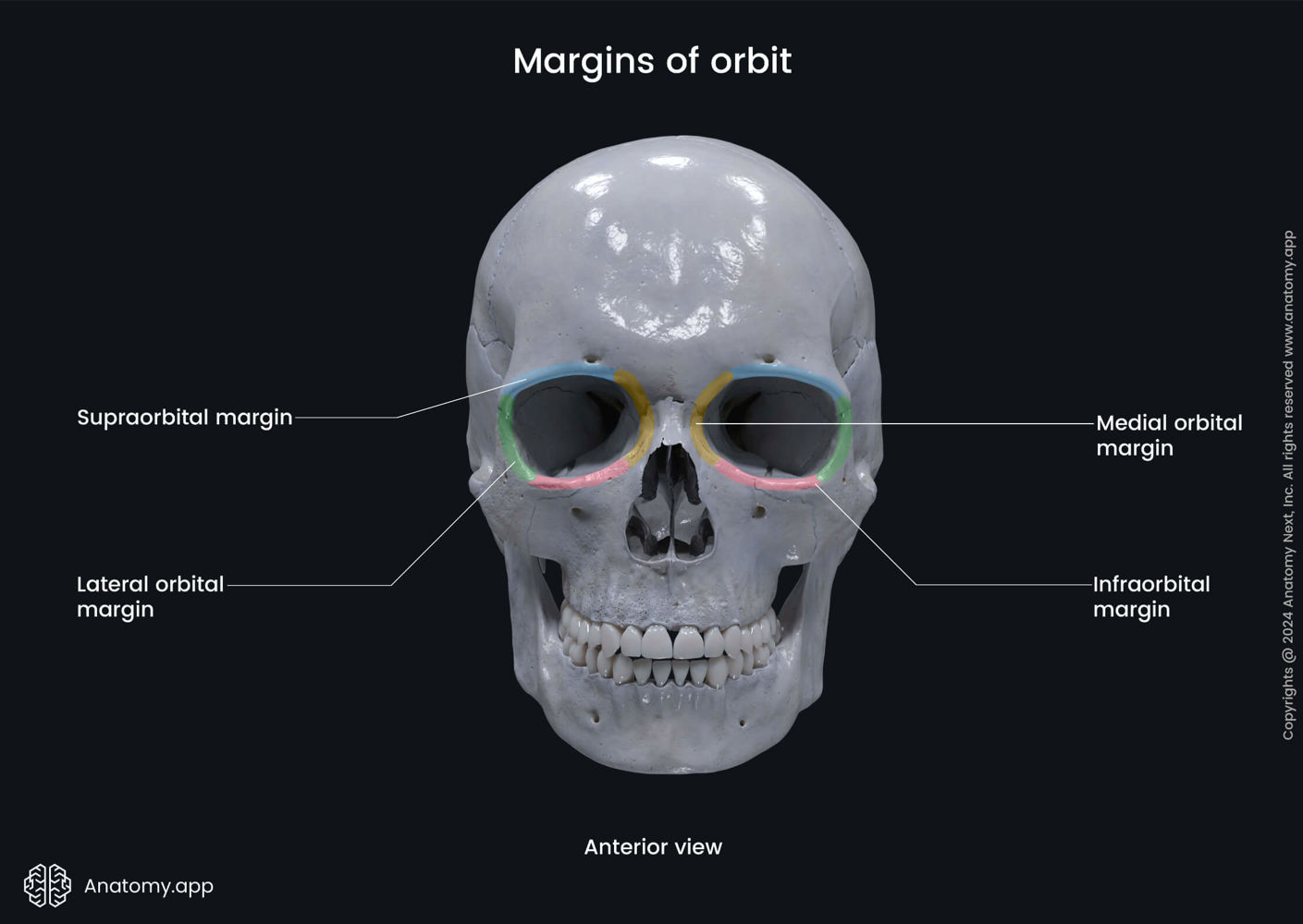 Margins of orbit | Anatomy.app