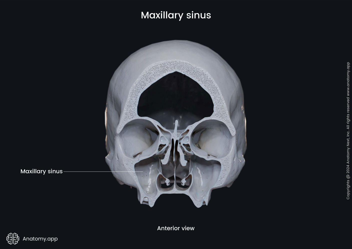 Maxillary sinus | Anatomy.app