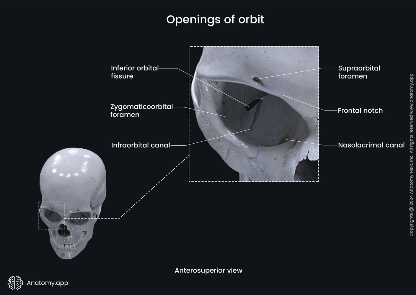 Openings of orbit (anterosuperior view) | Anatomy.app