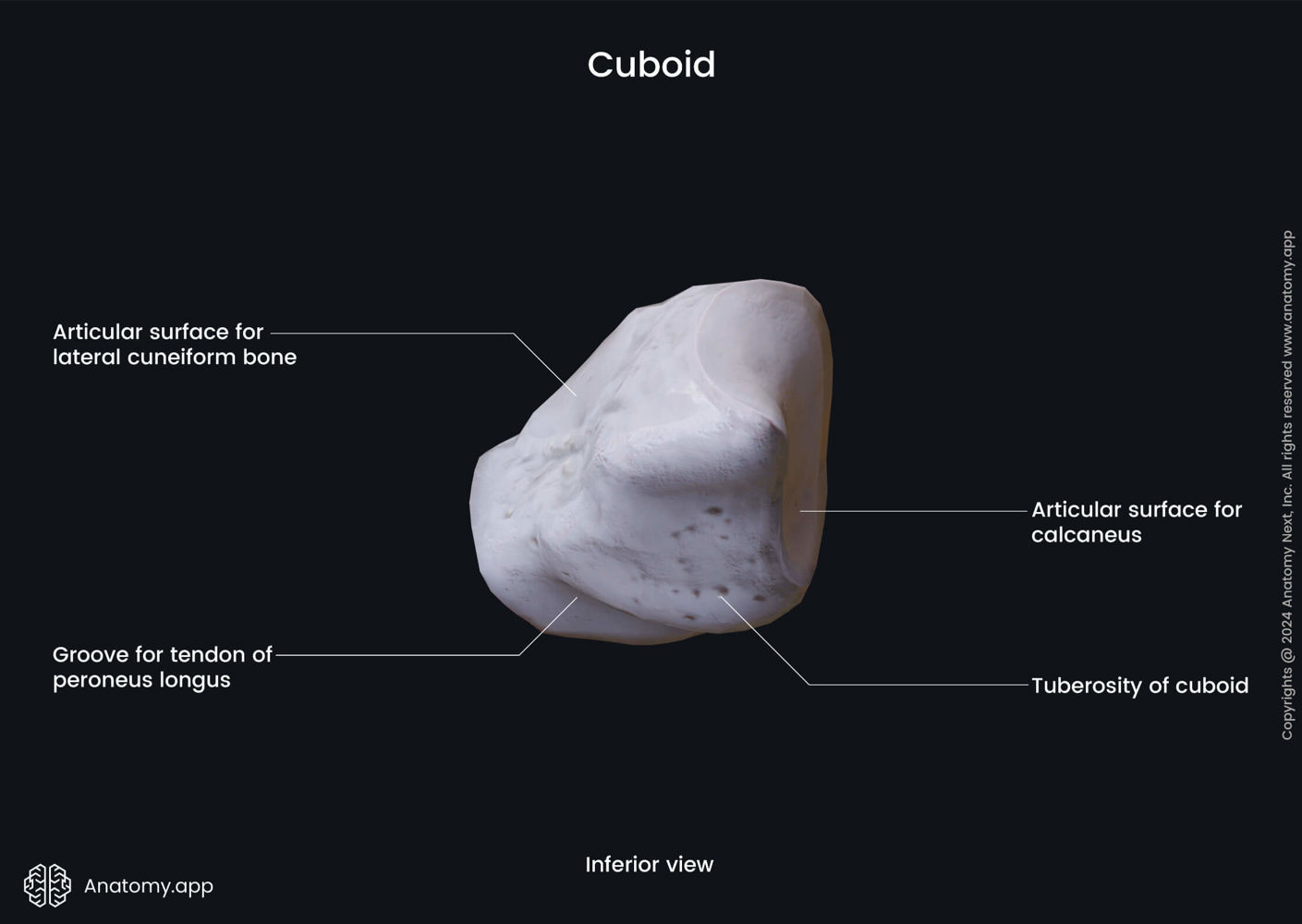 Cuboid (inferior view) | Anatomy.app