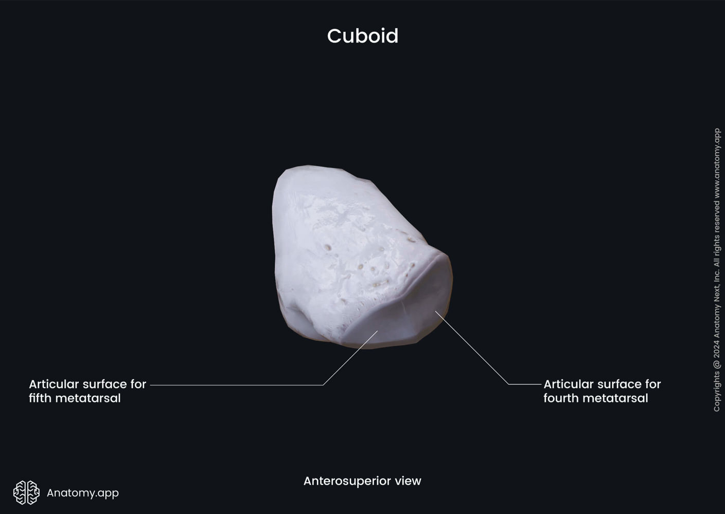 Cuboid (anterosuperior view) | Anatomy.app
