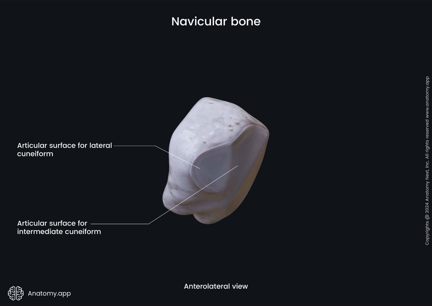 Navicular bone (anterolateral view) | Anatomy.app