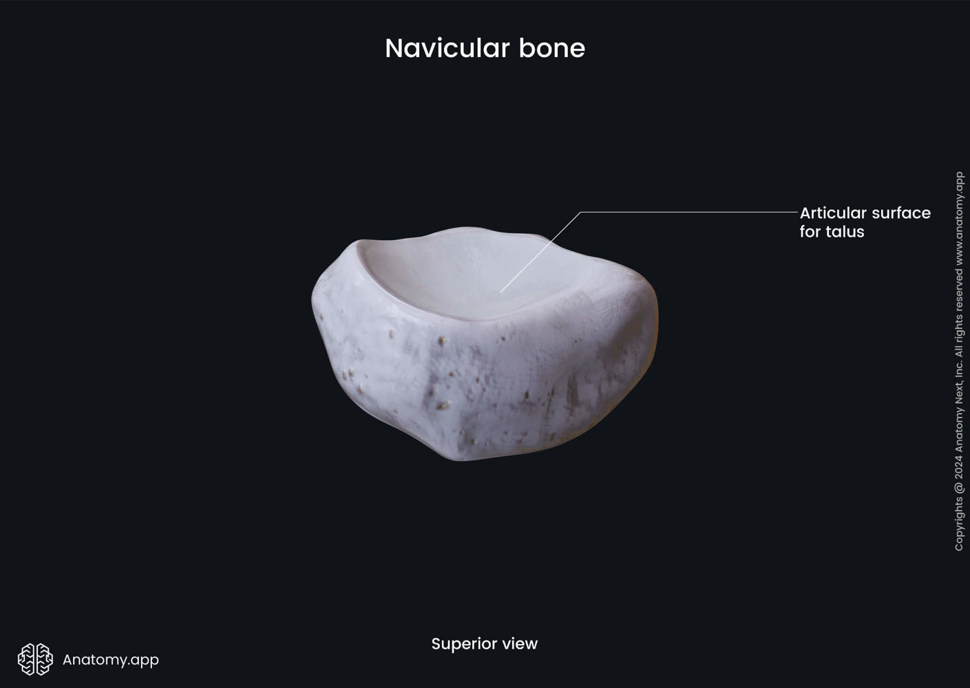 Navicular bone (superior view) | Anatomy.app