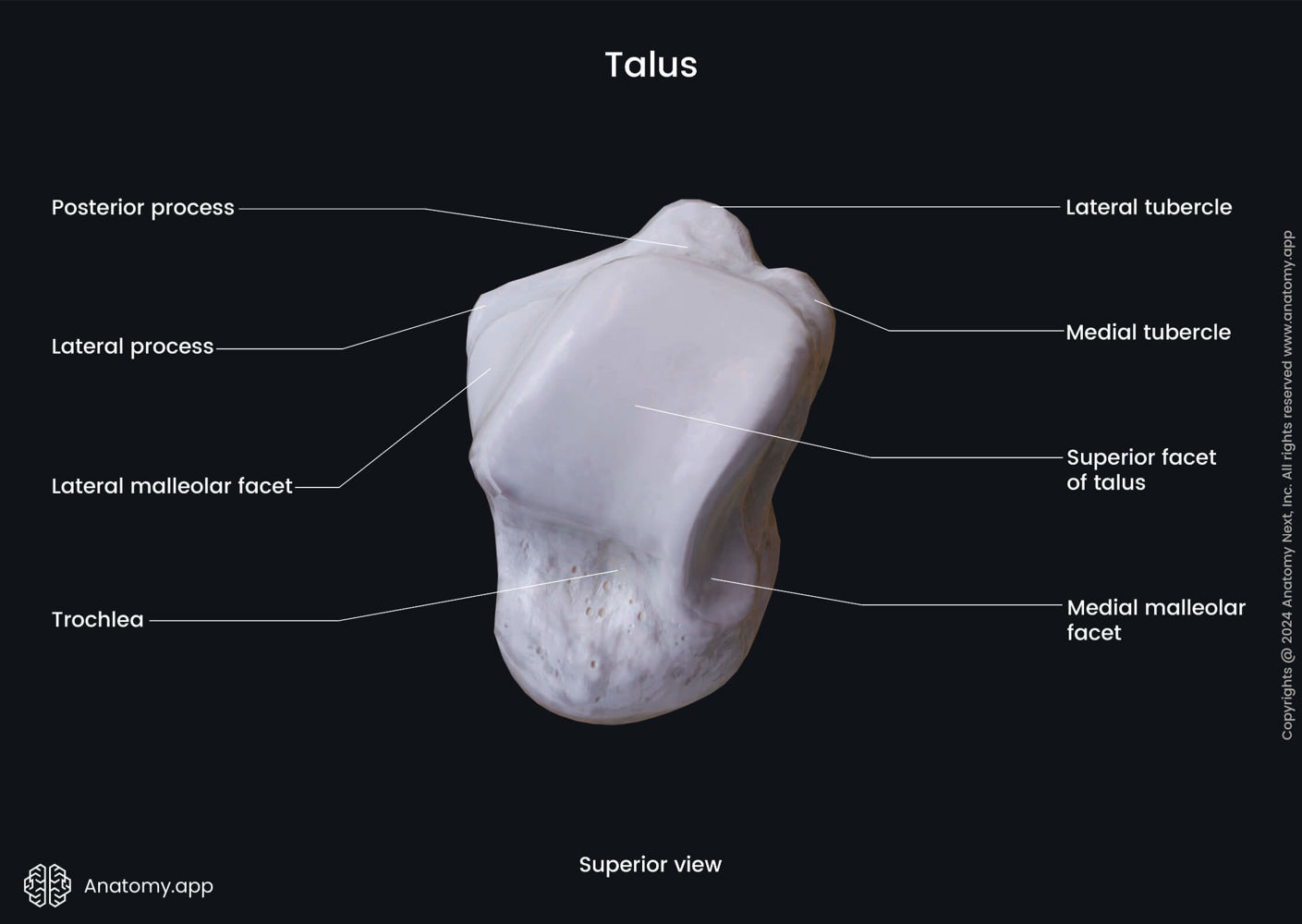 Talus (superior view) | Anatomy.app