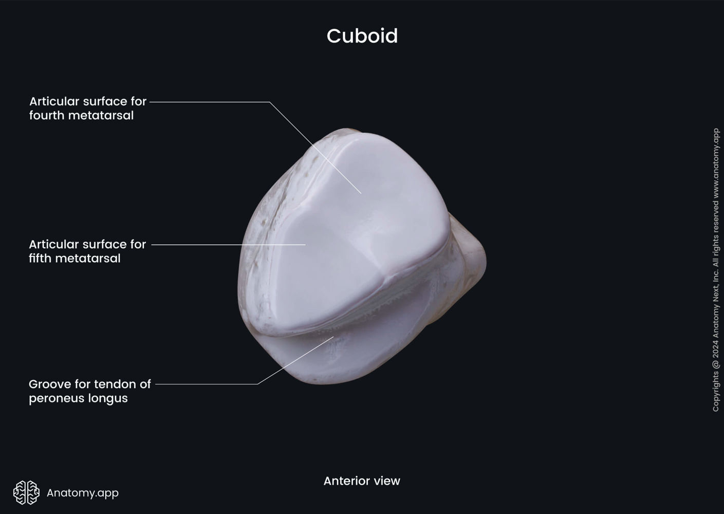 Cuboid (anterior view) | Anatomy.app