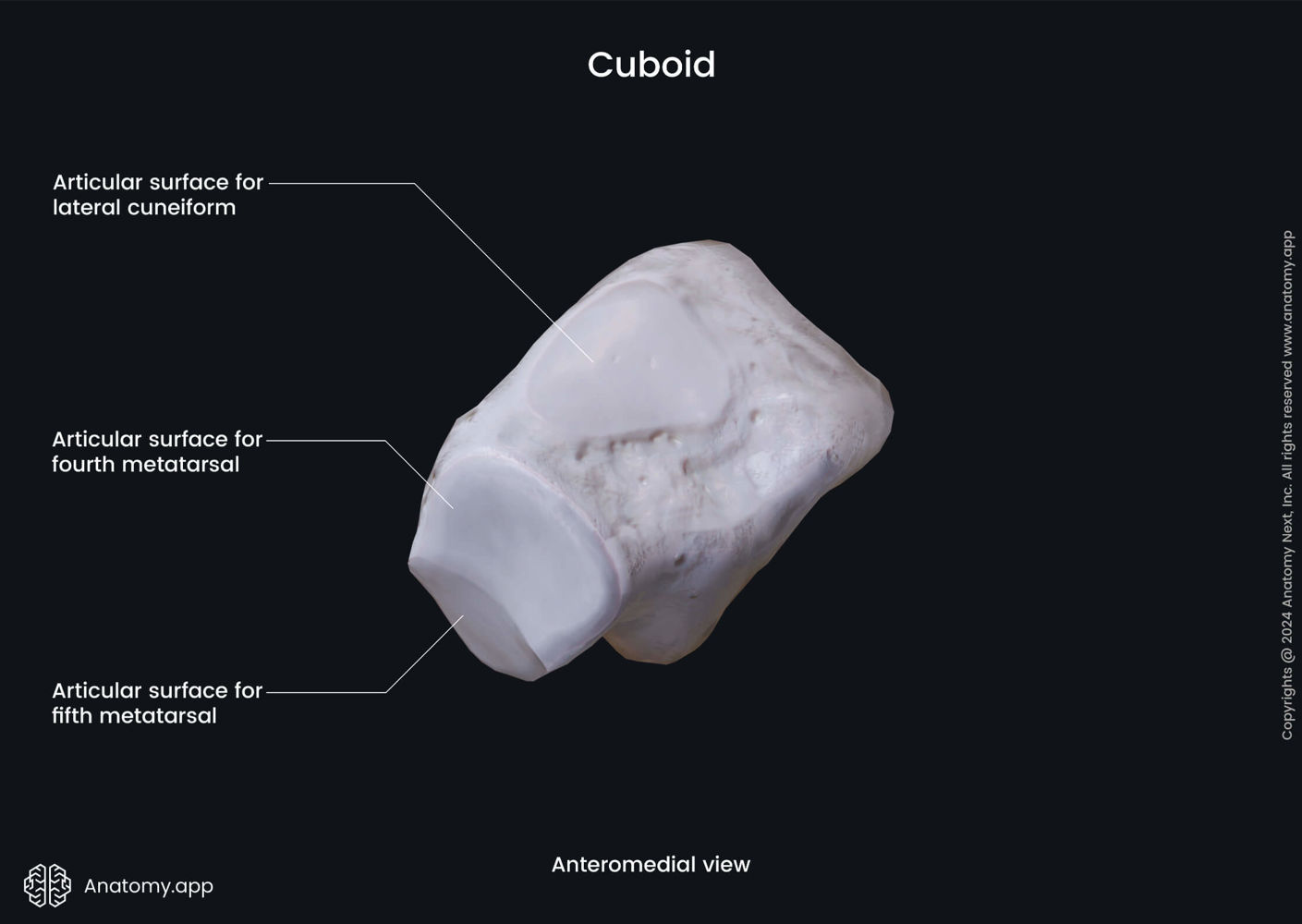 Cuboid (anteromedial view) | Anatomy.app