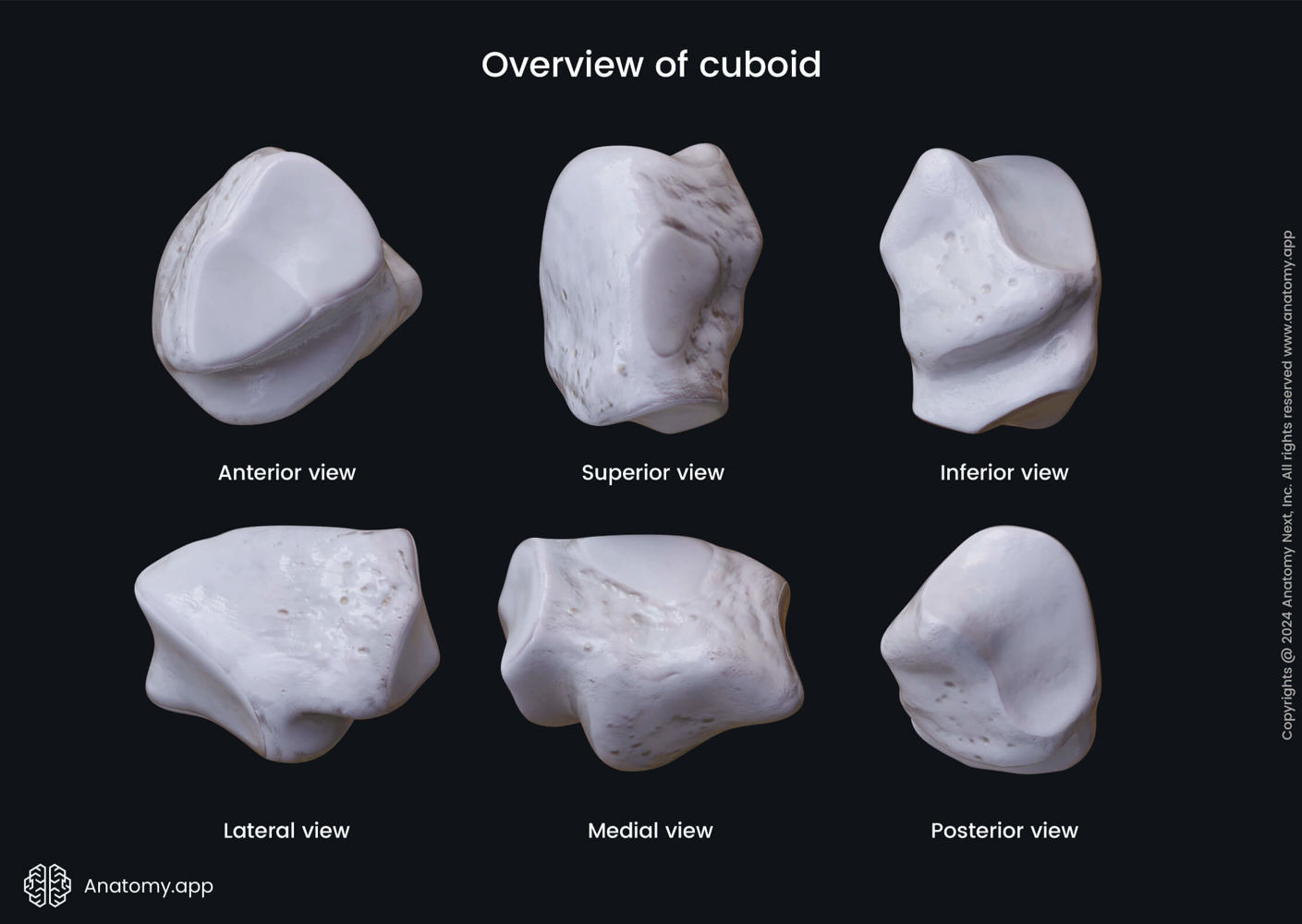 Overview of cuboid | Anatomy.app Overview of cuboid | Anatomy.app