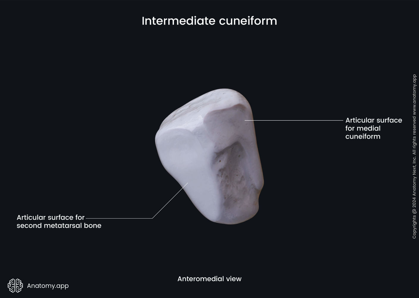 Intermediate Cuneiform Anteromedial View Anatomy App