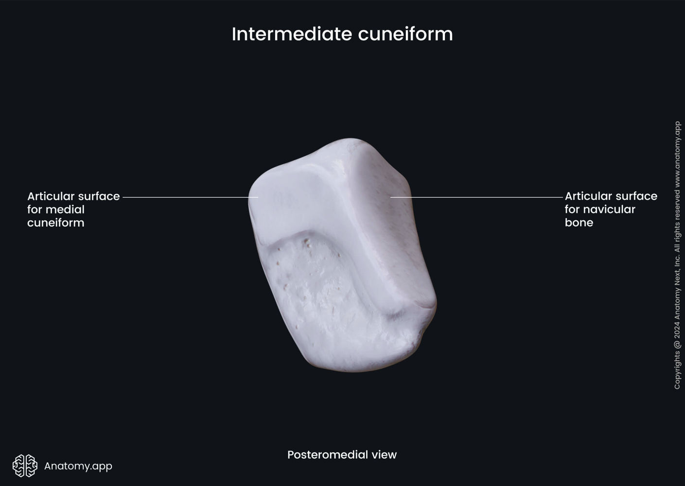 Intermediate cuneiform (posteromedial view) | Anatomy.app