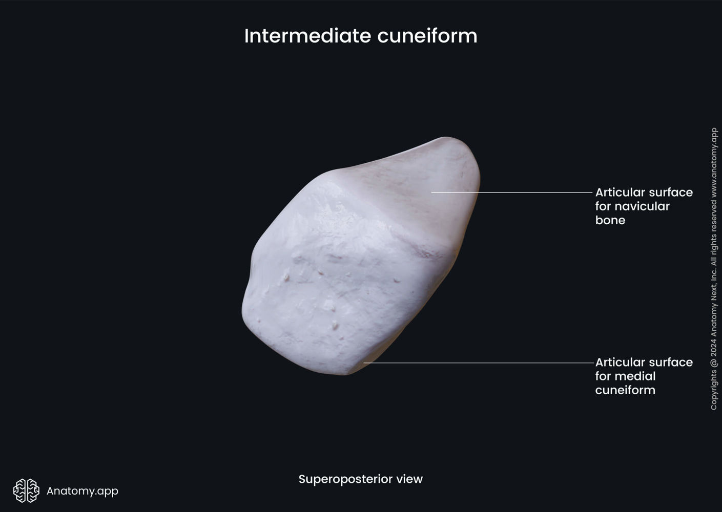 Intermediate cuneiform (superoposterior view) | Anatomy.app