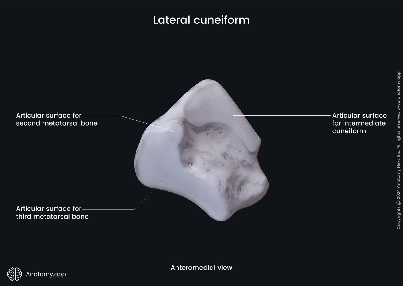 Lateral cuneiform (anteromedial view) | Anatomy.app