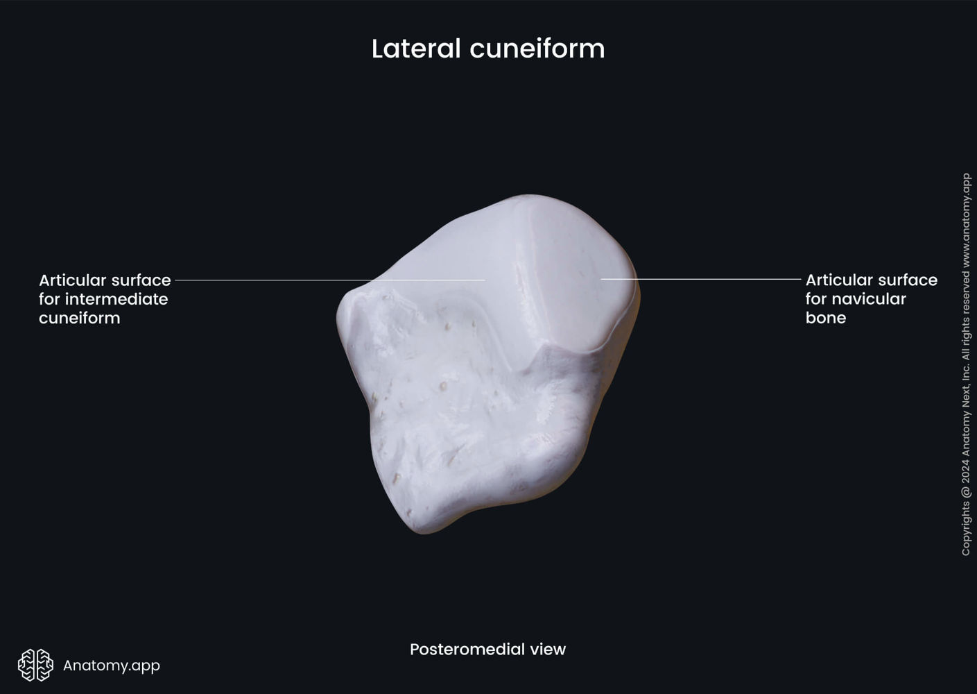 Lateral cuneiform (posteromedial view) | Anatomy.app