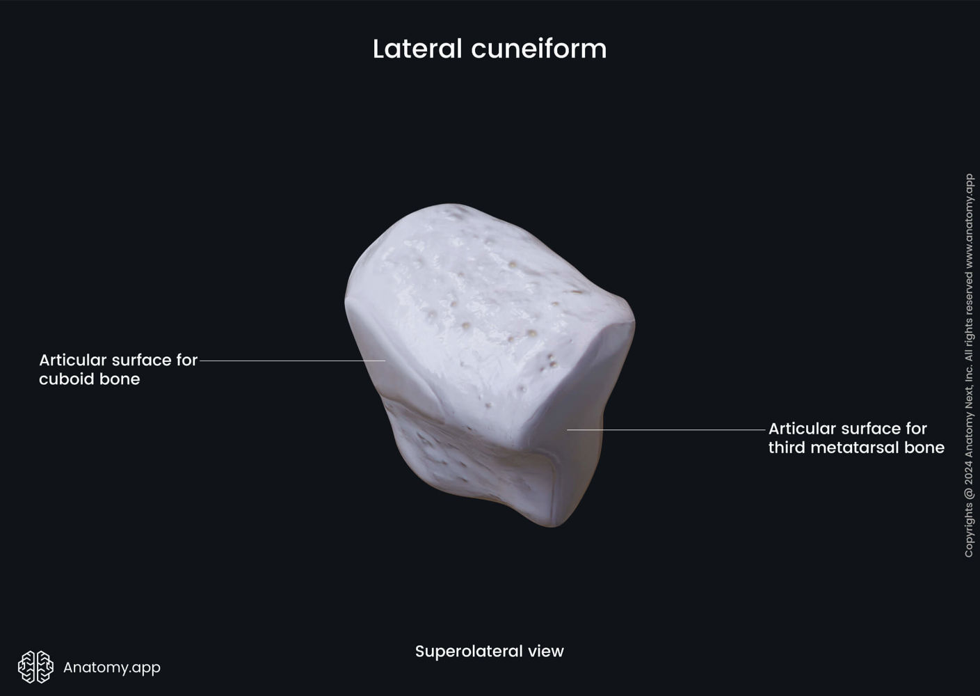 Lateral cuneiform (superolateral view) | Anatomy.app