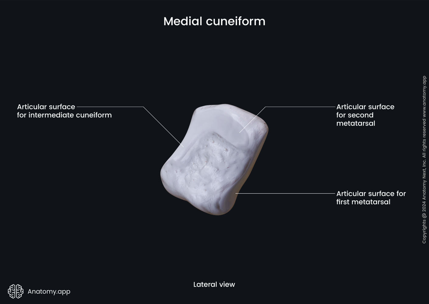 Medial cuneiform (lateral view) | Anatomy.app