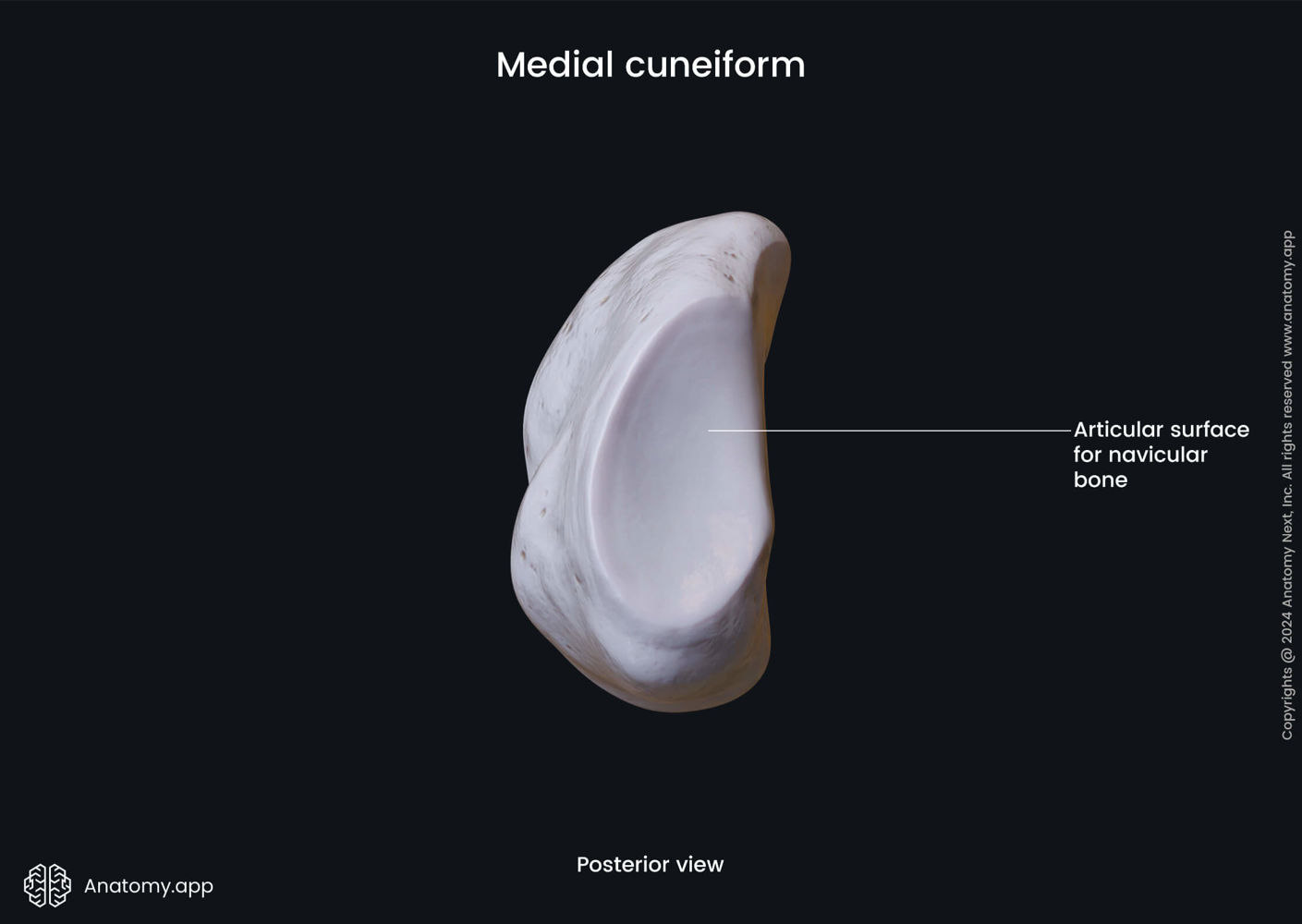 Medial cuneiform (posterior view) | Anatomy.app
