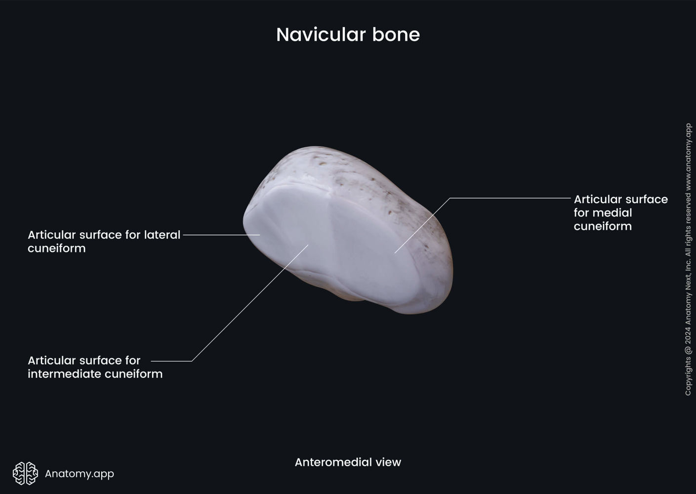 Navicular bone (anteromedial view) | Anatomy.app