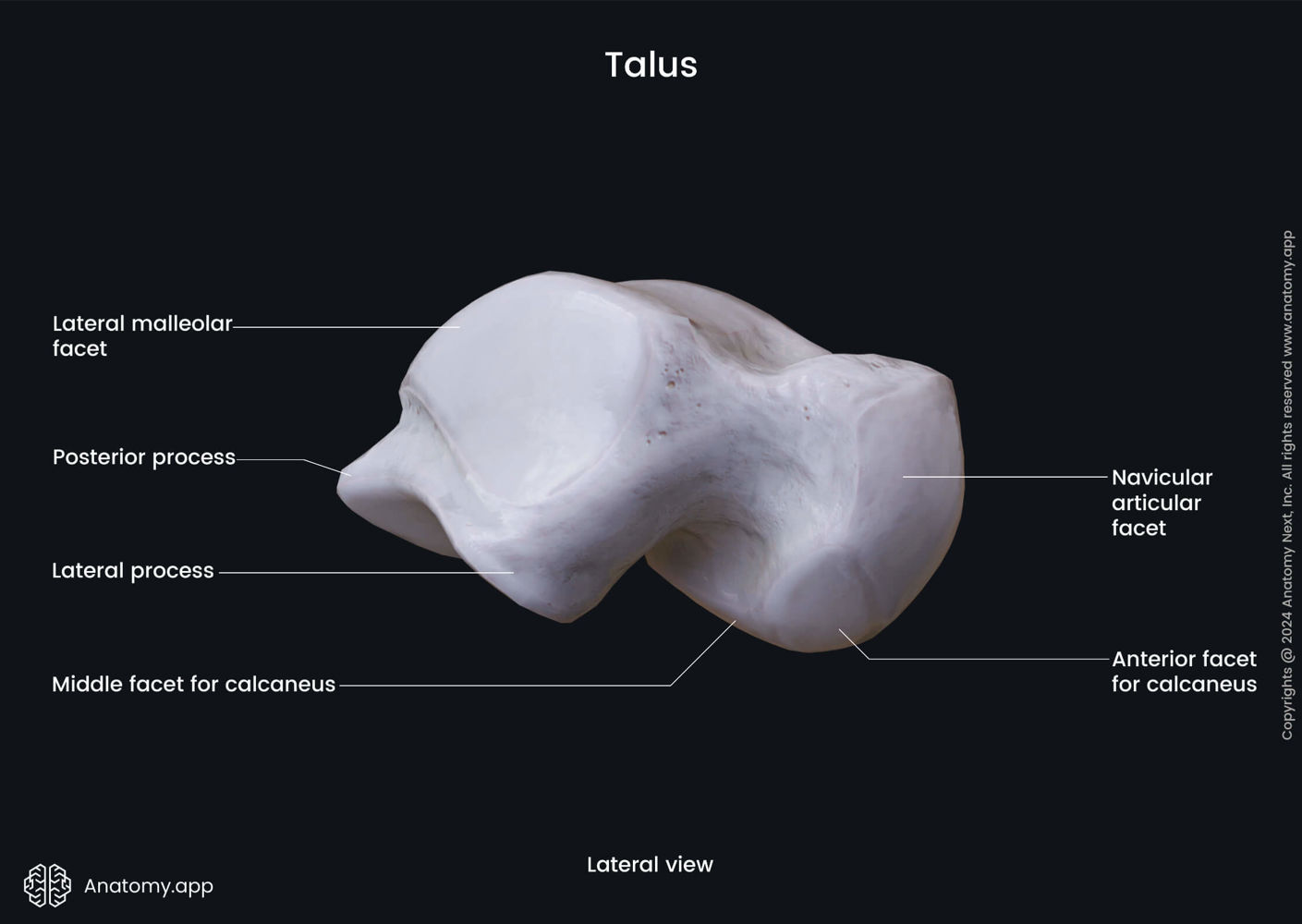 Talus (lateral view) | Anatomy.app