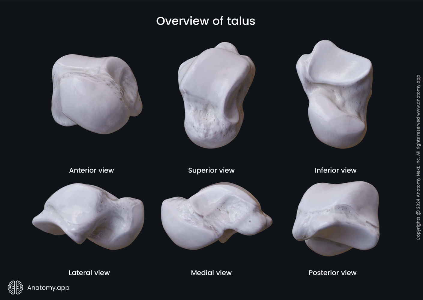 Overview of talus | Anatomy.app
