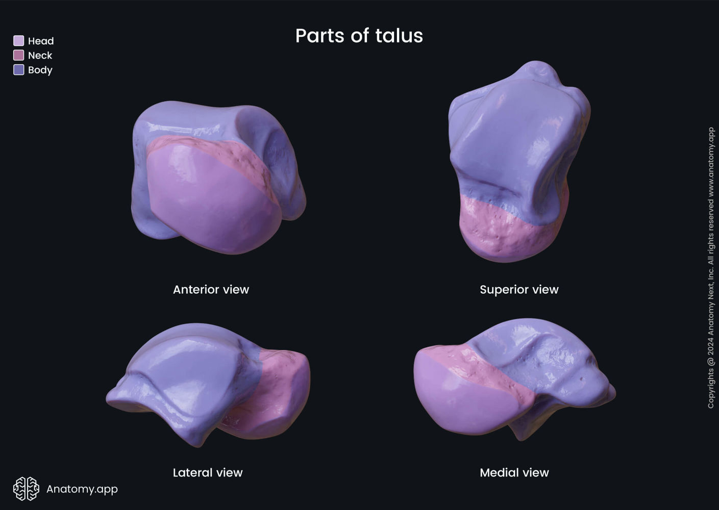 Parts of talus | Anatomy.app