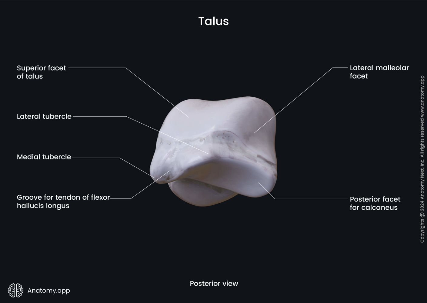 Talus (posterior view) | Anatomy.app